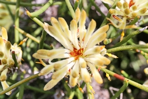 Australian Plants - Proteaceae
